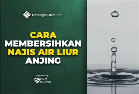 Cara Membersihkan Najis Air Liur Anjing BimbinganIslam