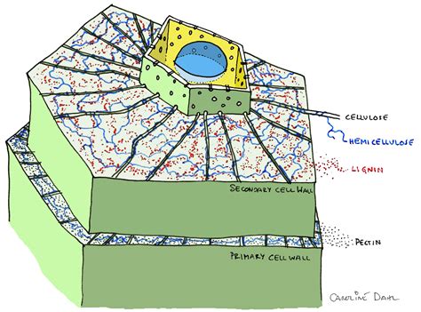 Do Plants Have Cell Walls Plant Ideas