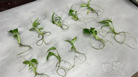 山崎桂苗子 泡泡水族