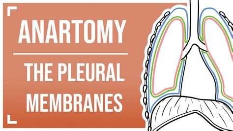 The Pleural Membranes Youtube
