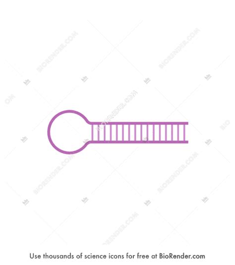 Free Stem Loop Rna Icons Symbols And Images Biorender