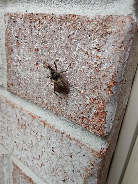 An Extremely Large Assassin Bug That Joined Us For Christmas Scenic