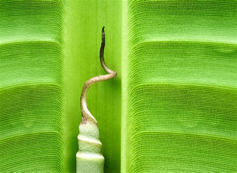 Gambar Foto Gratis Daun Hijau Pisang Gambar Kelapa Sawit Tanaman Di
