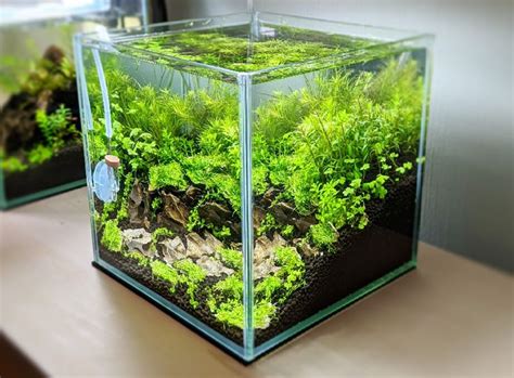 リシアでレイアウト水槽を作る【小型水槽フィルターなし】その2 ワタクシ水槽 水槽フィルター 水族館の魚 水草
