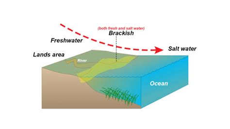 Can Contain Fresh Water Salt Water Or Brackish Amit Sengupta