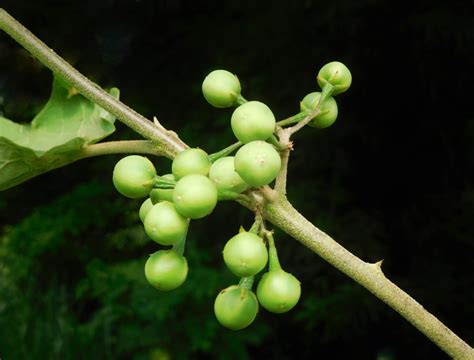 Jurnal Takokak Beda Takokak Dan Leunca Wattpad