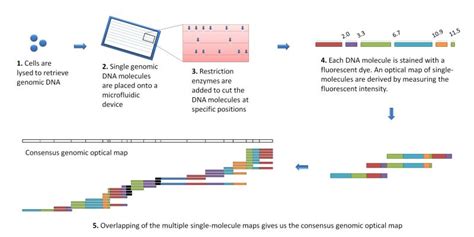 Helixomics Analytics Hoa On Linkedin Genomics Opticalmapping Helixomicsanalytics