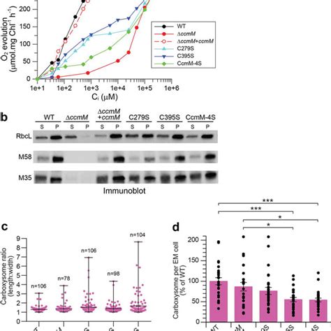 3d Ctf Model And Ctf Estimation A An Isosurface View Of The 3d Ctf Download Scientific