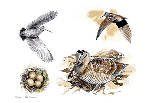 Woodcock Monitoring Artists For Conservation
