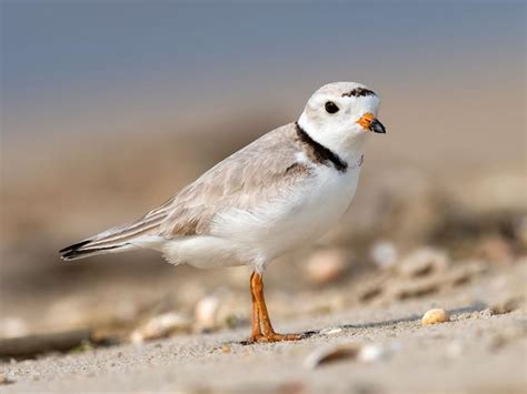Piping Plover Nesting Location Eggs Behavior Birdfact