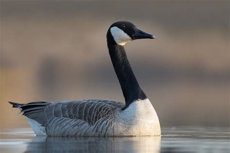 Canadese Gans Ecopedia