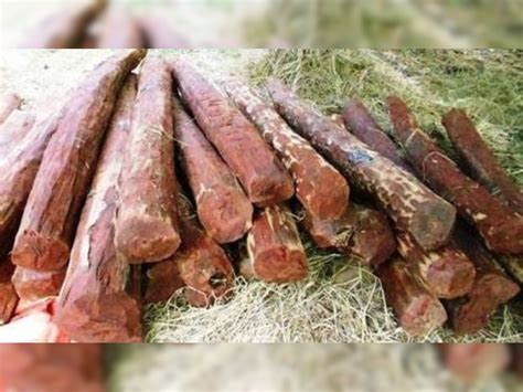 Start Sandalwood Cultivation Business And Get 50 Lakh See Details How