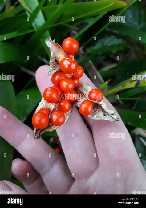 Stinking Iris Iris Foetidissima Plantae Fairfield Lower Hutt 5011