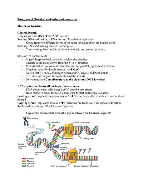 Exam 2 Part 1 Notes 1 This Goes Over Mendelian And Molecular Genetics