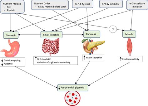 Postprandial Hyperglycemia Treatment Ask The Nurse Expert