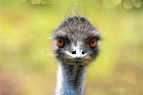 300 Free Emu And Bird Images Pixabay