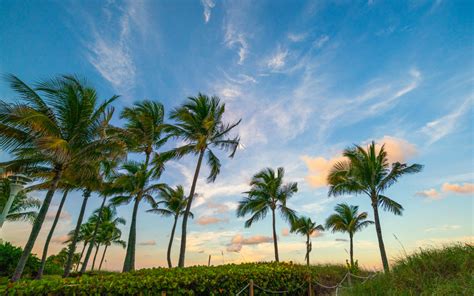 What Are The Types Of Palm Trees In Florida