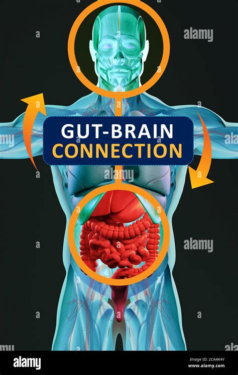 Gut Brain Connection Or Gut Brain Axis Concept Art Showing The Health