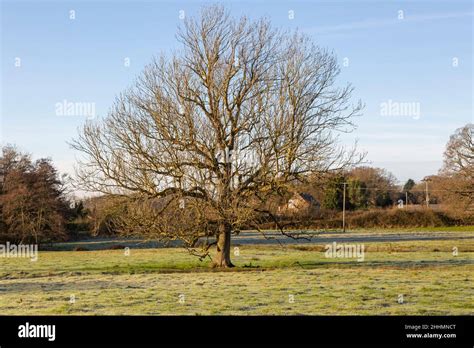 Leafless Ash Tree Fraxinus Excelsior In Winter Standing Alone In