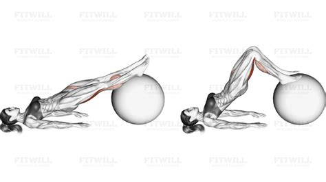 Exercise Ball Seated Hamstring Stretch Exercise Guide Techniques