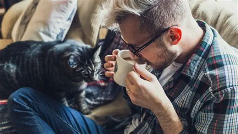 Can Cats Understand English Cat Beep