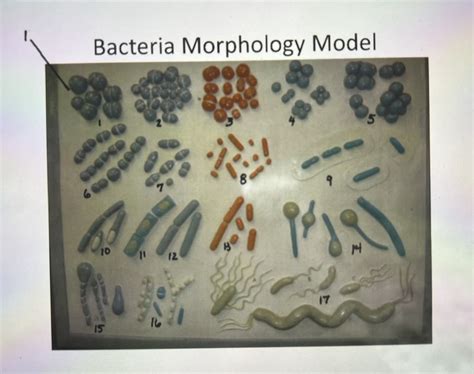 Lab Practical Diagram Quizlet