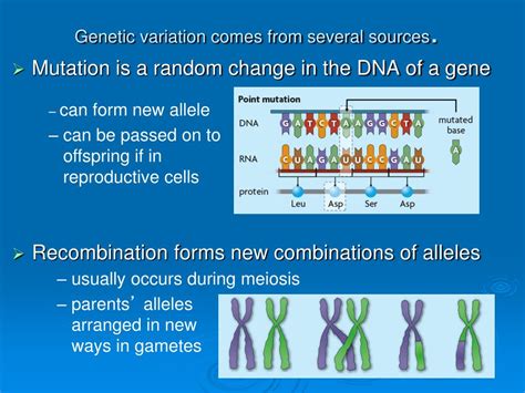 What Is Genetic Variation Sources Definition Types