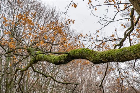 Big Curved Branch Of Old Tree With Orange Fall Leaves On Bare Tree Background With Grey Sky