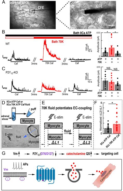 Potential Relevance Of Voltage Dependent Gpcr P2y 12 Mediation Of Download Scientific Diagram