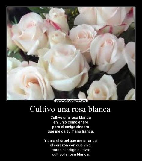 Cultivo Una Rosa Blanca Desmotivaciones