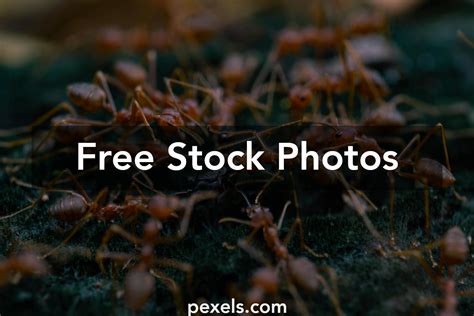 Predatory Ants Photos Download The Best Free Predatory Ants Stock
