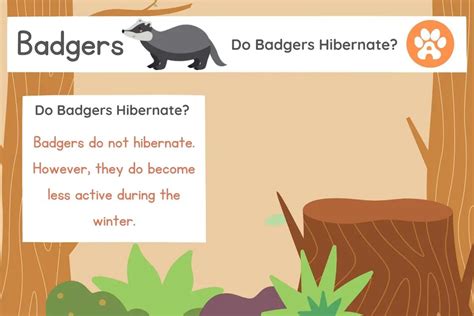 Do Badgers Hibernate Assorted Animals
