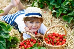 Купить саженцы Клубники с доставкой без предоплаты