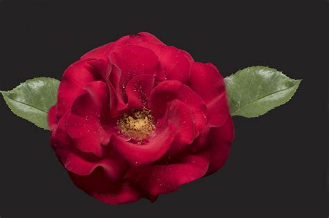 장미 빨간색 꽃 검은 Pixabay의 무료 사진 Pixabay