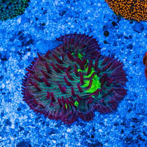 REEF OF THE MONTH December 2022 Lou Schiavo S Pico Deskmate
