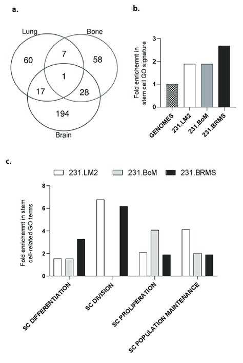 Organotropic Breast Cancer Cell Lines Show An Enriched Stem Cell Like