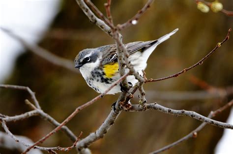 Curruca De Mirto Warbler Pájaro Foto Gratis En Pixabay Pixabay