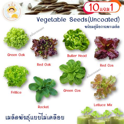 ชุดปลูกผัดสลัดขนาด12รู ชุดปลูกผักไร้ดิน ชุดปลูกผักน้ำนิ่ง กรีนโอ๊ค เรดโอ๊ค คอส บัตเตอร์เฮด เบบี้