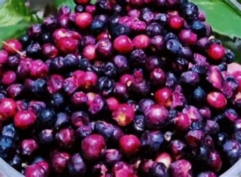 Falsa Juice Recipe A Refreshing Delight