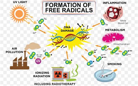 Oxidative Stress Free Radical Theory Of Aging Reactive Oxygen Species
