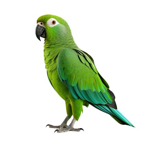 Ai Generated Parrot Clip Art 39837446 Png