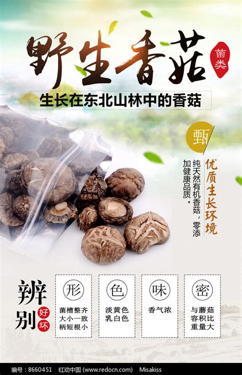 清新香菇宣传海报图片下载 红动中国