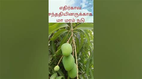 சிந்திப்பீர் சிந்திப்பீர் மரம் செடி இதை பற்றி ஒரு சிந்தனை