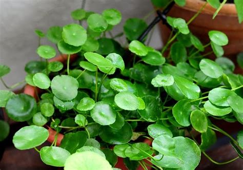 Gardening Pleasures Pennywort Pegaga
