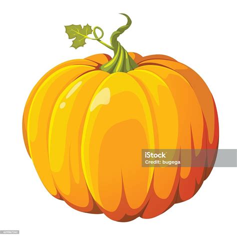 호박 오렌지 버터넛 큰 가을 야채 스쿼시 Gourd 벡터 일러스트 조롱박에 대한 스톡 벡터 아트 및 기타 이미지 조롱박