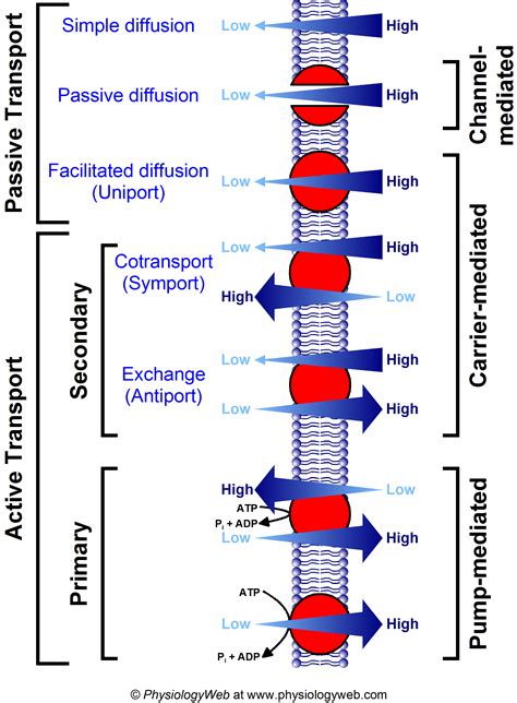 Summary Of Membrane Transport Processes Physiologyweb