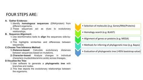 Phylogenetic Tree Construction Step By Step Pptx