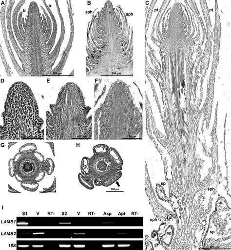 Lycopodium Strobilus