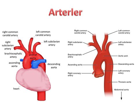 Dolaşım Sistemi Anatomisi İstanbul Elcerrahisi