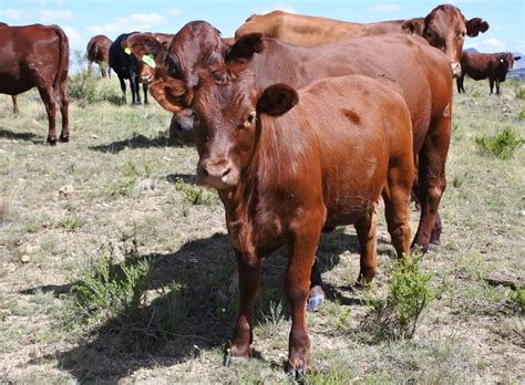 Nog Beeste In Noordwes Vertig Maroela Media